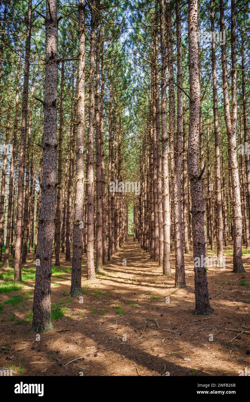 Tree groove exploration hi-res stock photography and images - Alamy