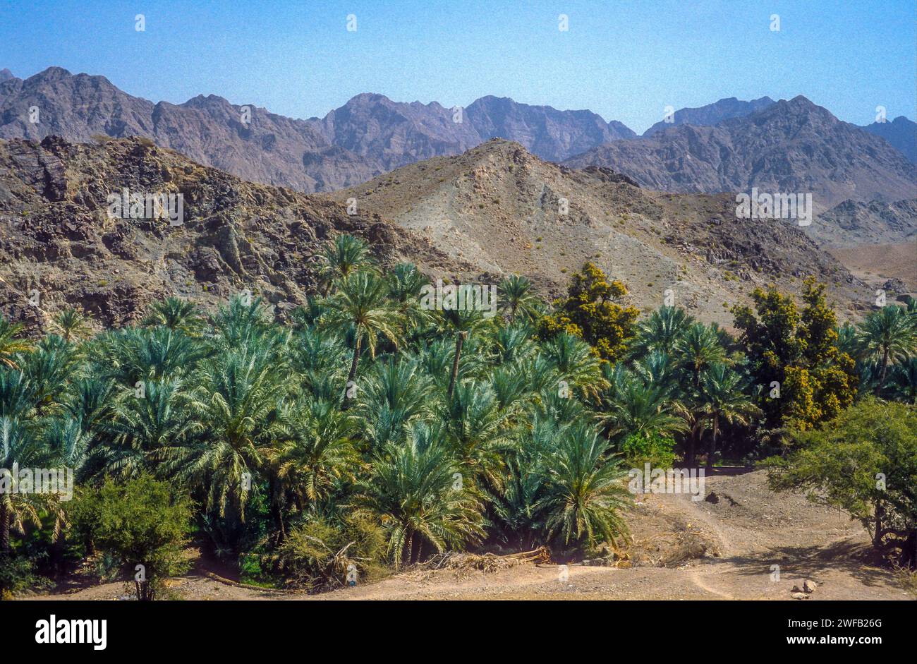 Palms flourishing at Wadi Kitnah, Al Buraimi, Oman Stock Photo - Alamy