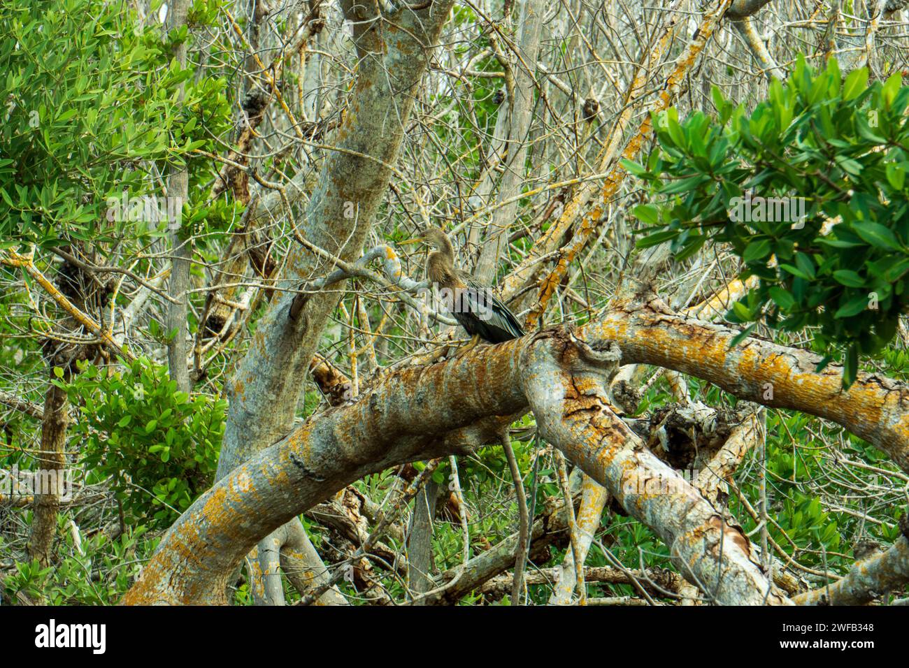 New orleans louisiana logo hi-res stock photography and images - Alamy