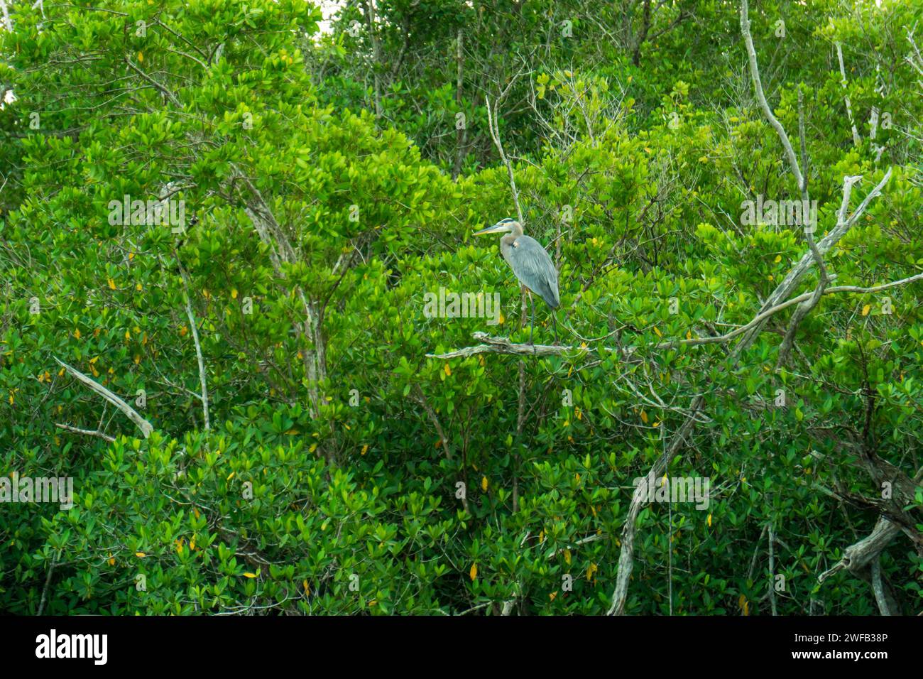 New orleans bird hi-res stock photography and images - Alamy