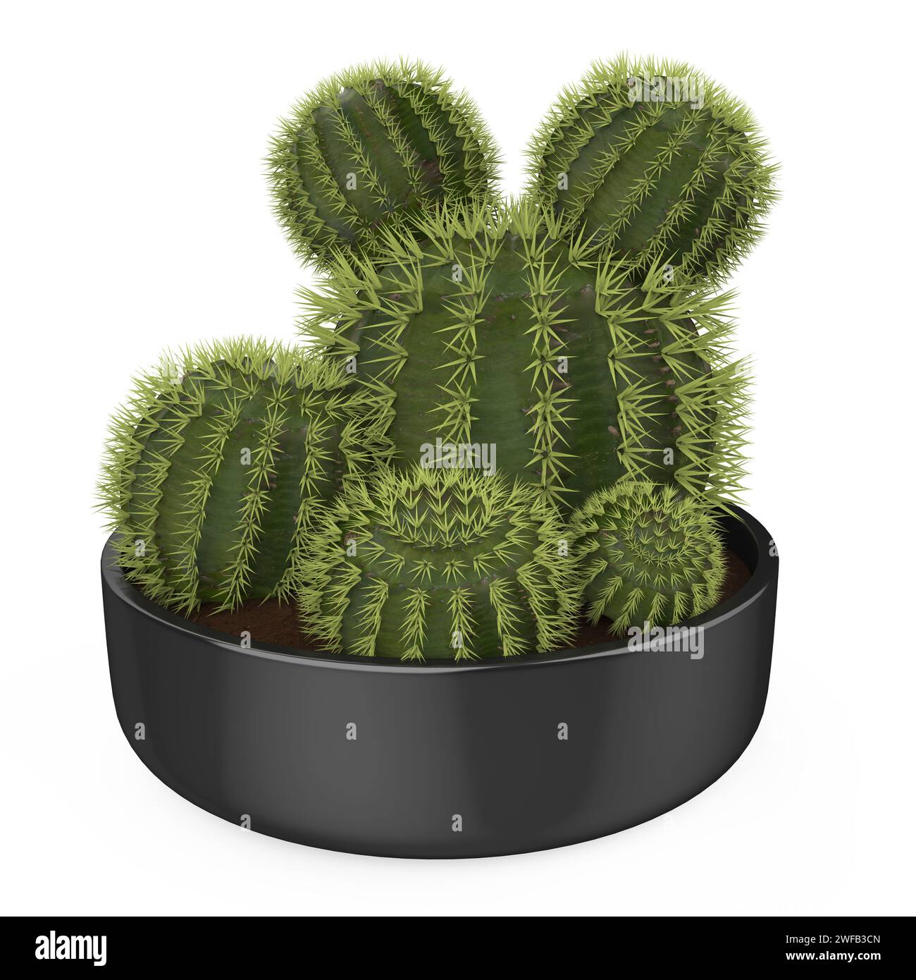 Cactus Plants Isolated Stock Photo - Alamy