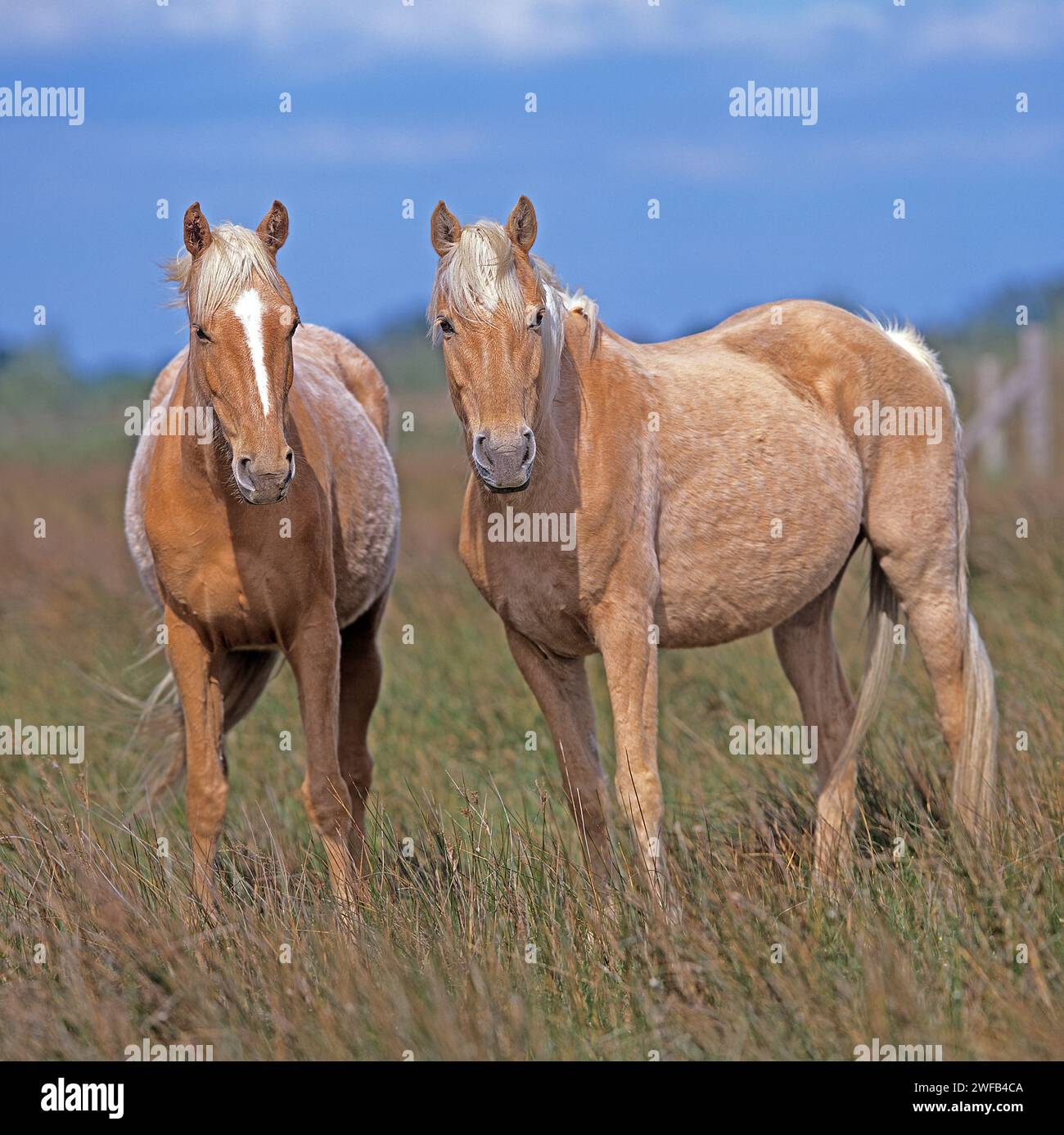 Two Anglo-Norman palominos on free paddock in early spring. Frontal ...
