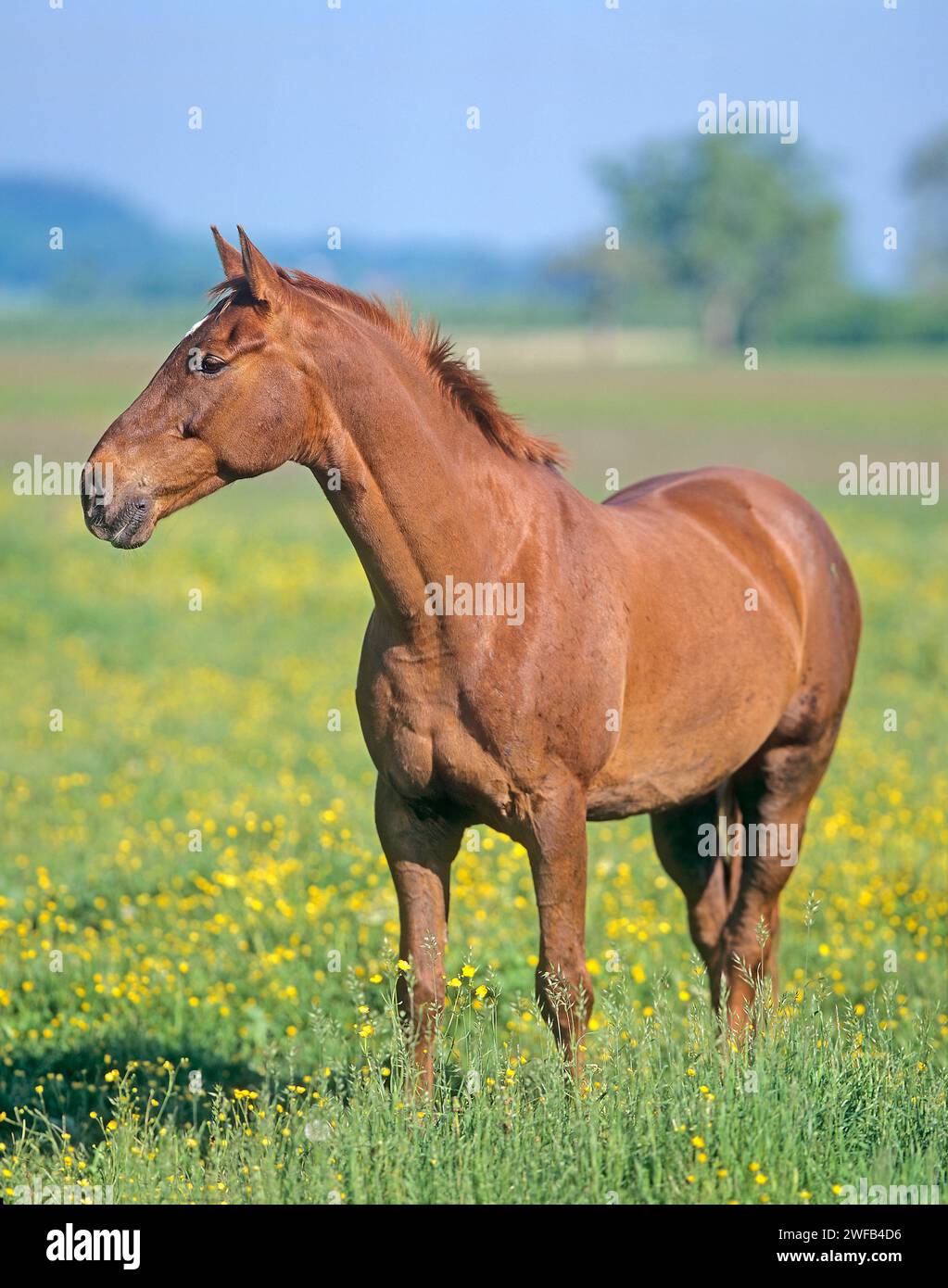 Holstein mare hi-res stock photography and images - Alamy