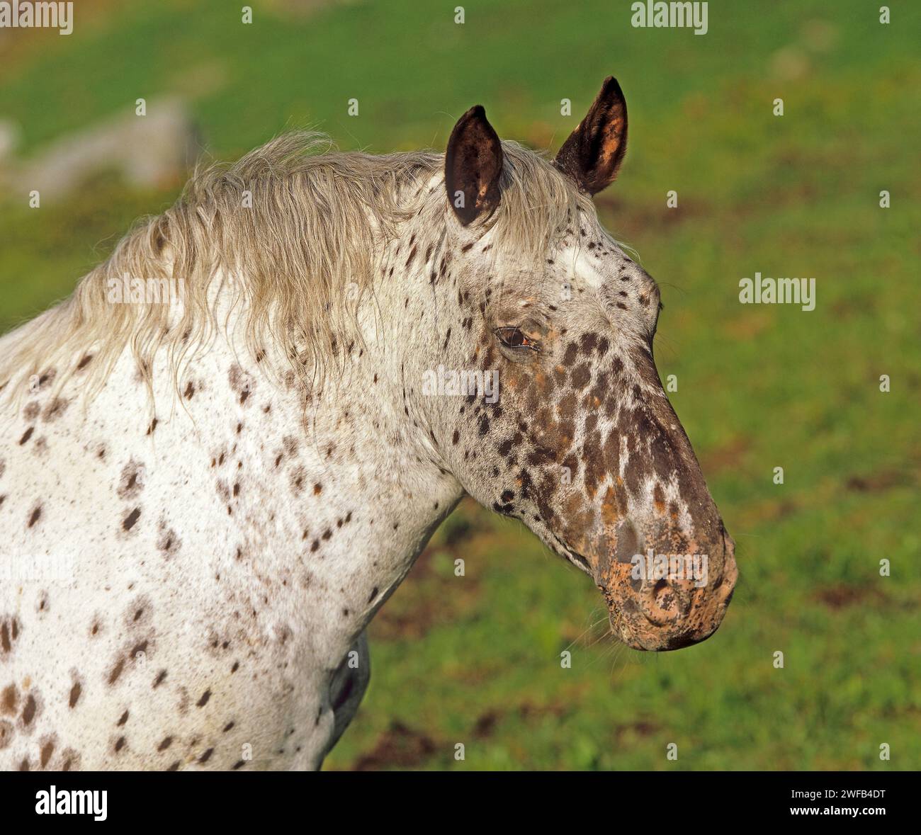 Noriker horse hi-res stock photography and images - Alamy