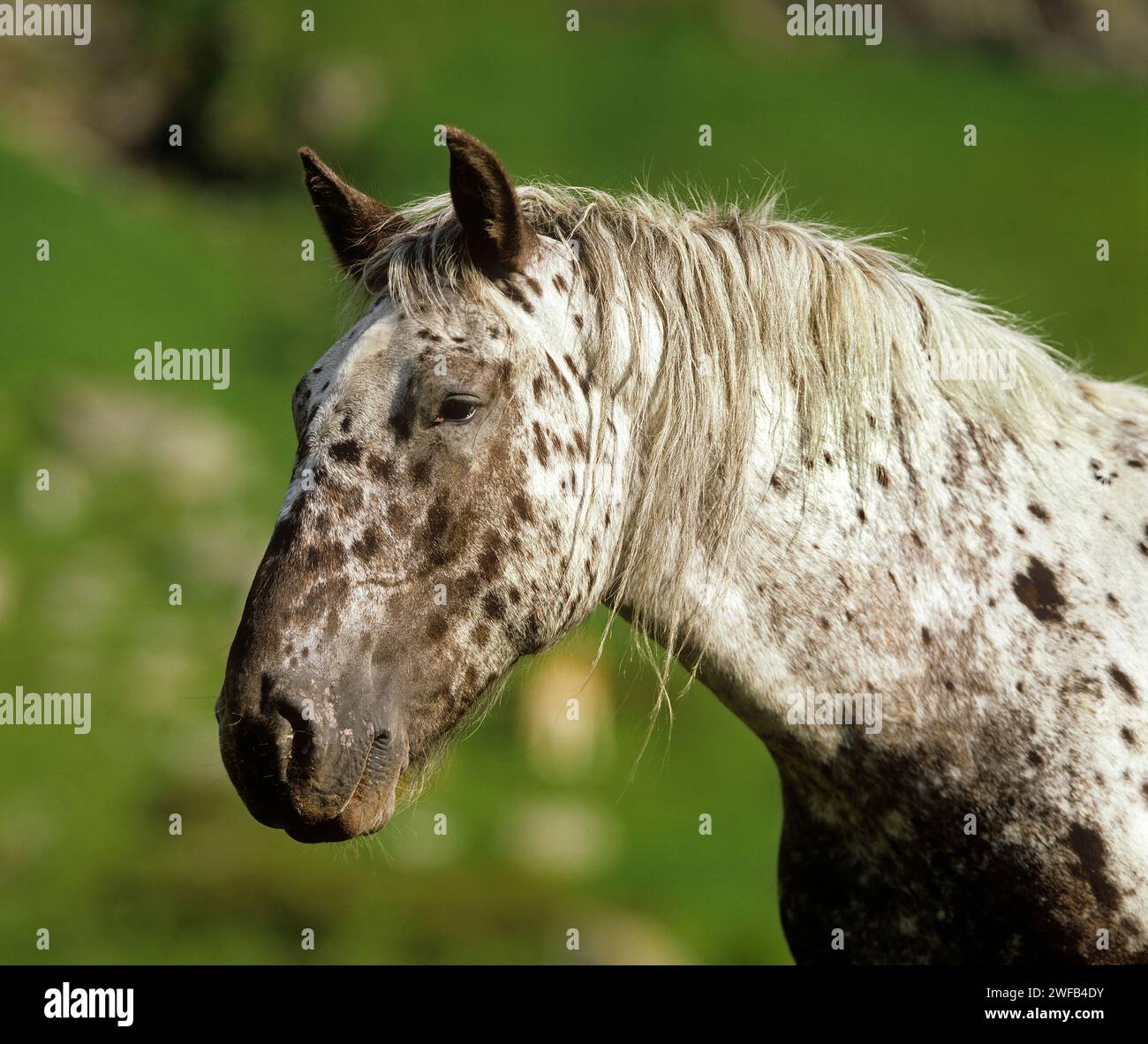 Noriker horses hi-res stock photography and images - Alamy