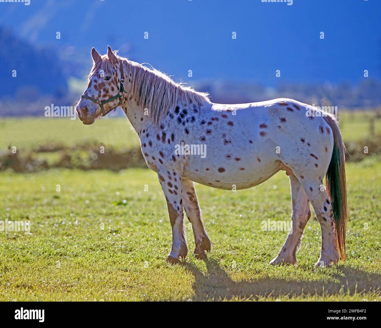 Noriker horses hi-res stock photography and images - Alamy