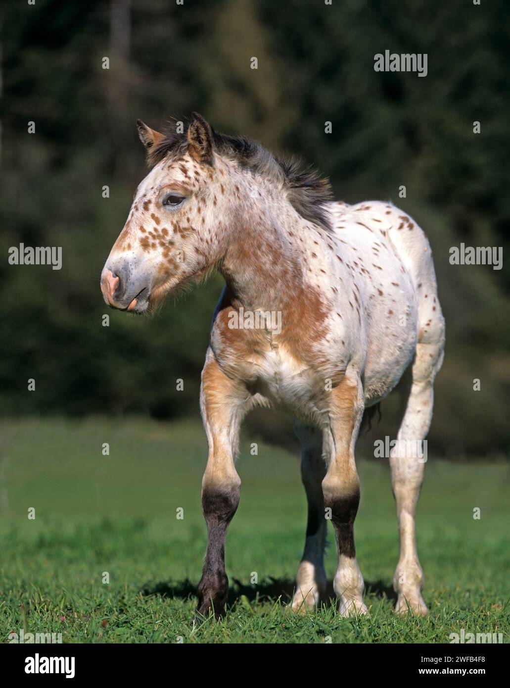 Noriker horses hi-res stock photography and images - Alamy