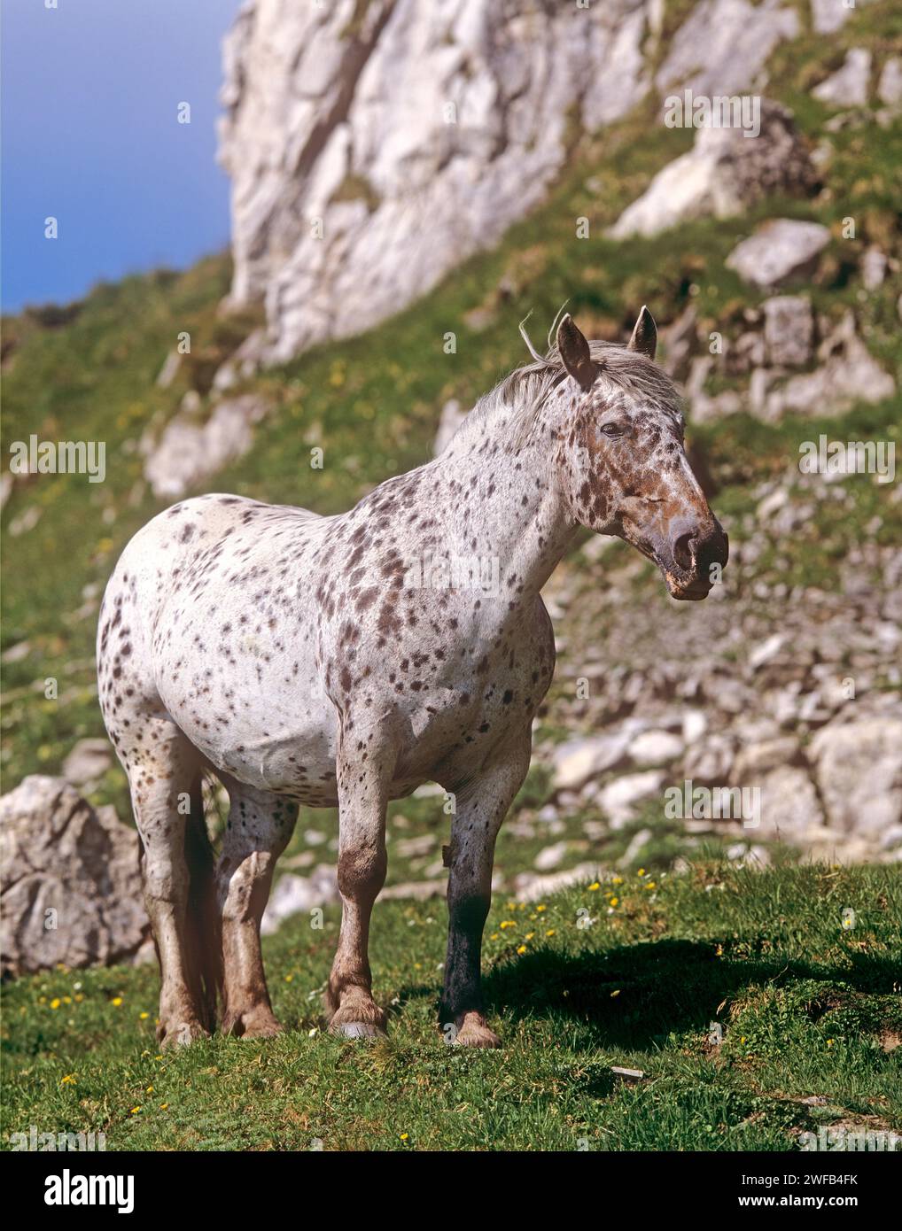 Noriker horse hi-res stock photography and images - Alamy