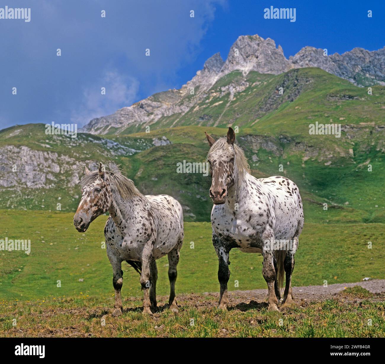 Noriker horses hi-res stock photography and images - Alamy