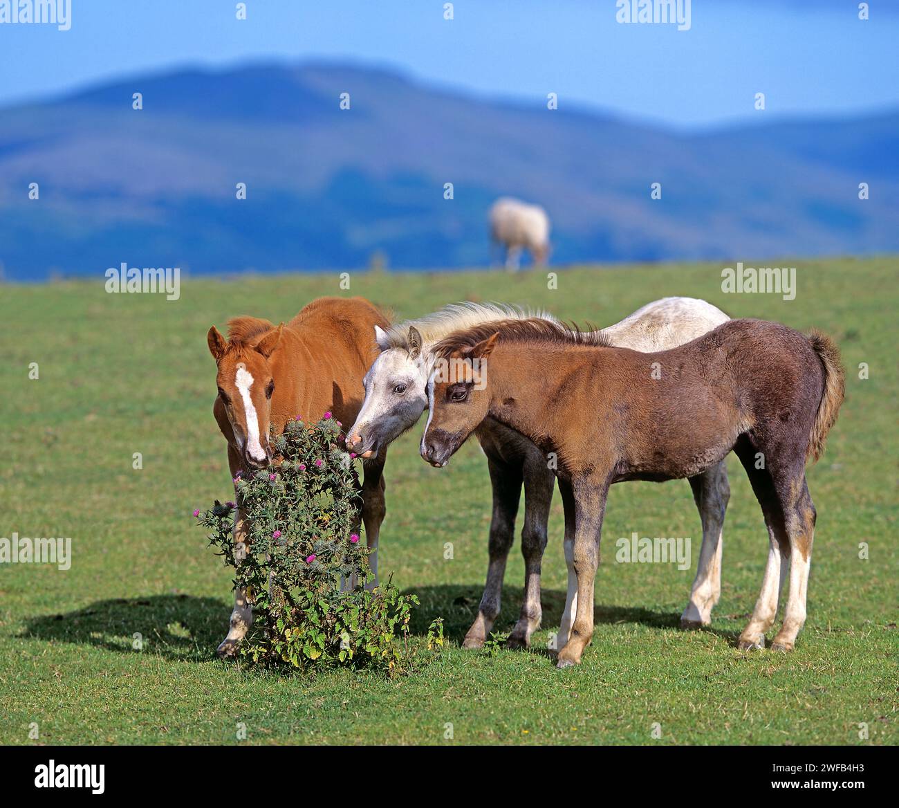 Three Welsh Mountain pony foals of various coat colours, nibbling at ...