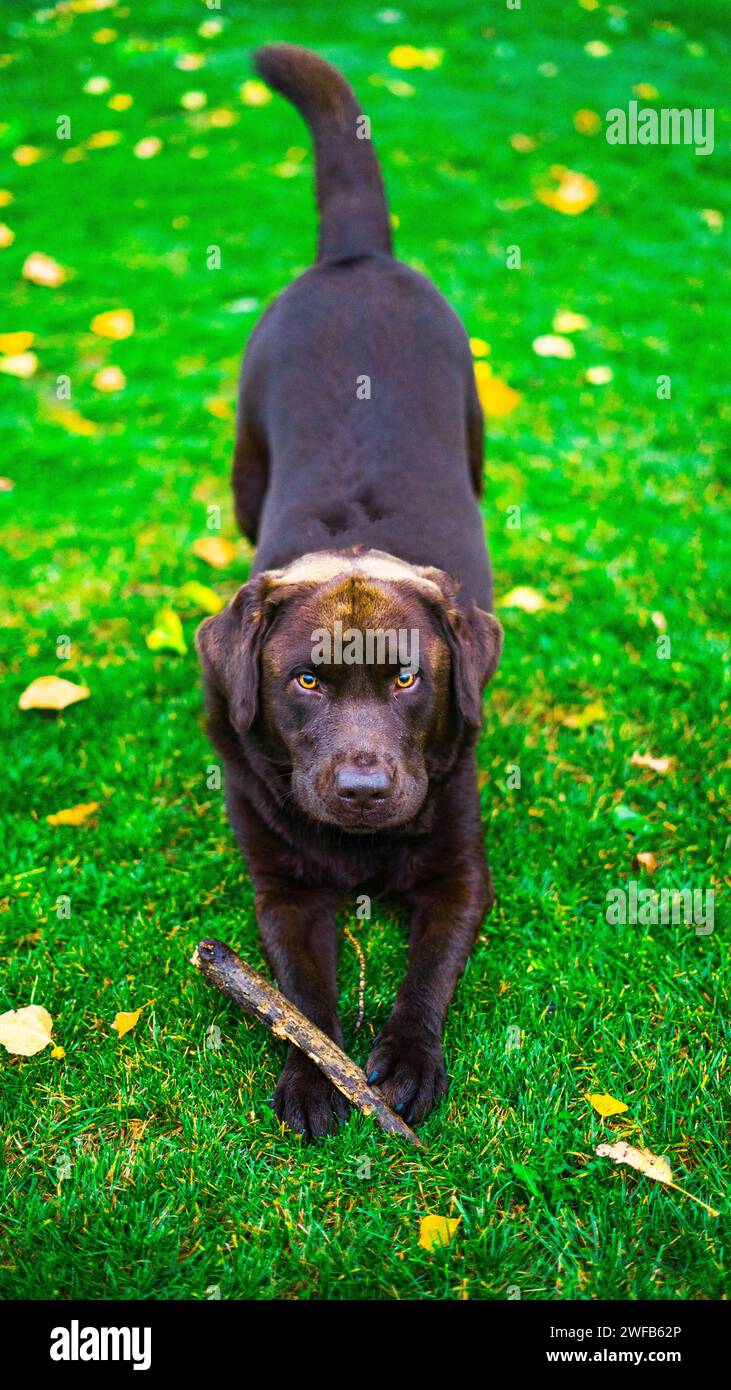 Labrador close up in landscape hi-res stock photography and images - Alamy