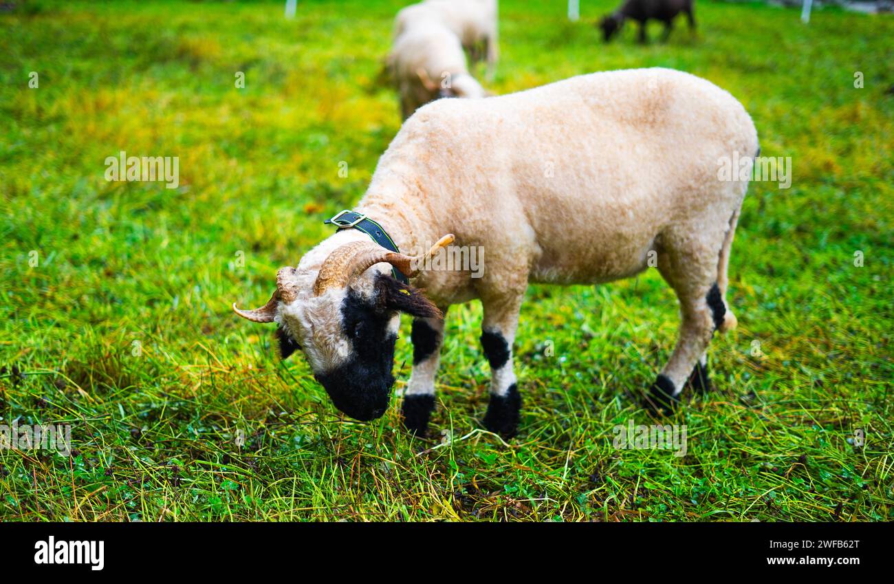 Side view of a lamb standing against green background Stock Photo - Alamy
