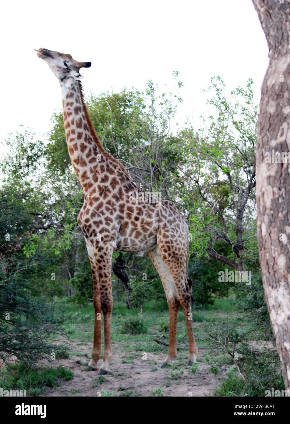 South African giraffe (Giraffa camelopardalis giraffa) browsing on tree ...