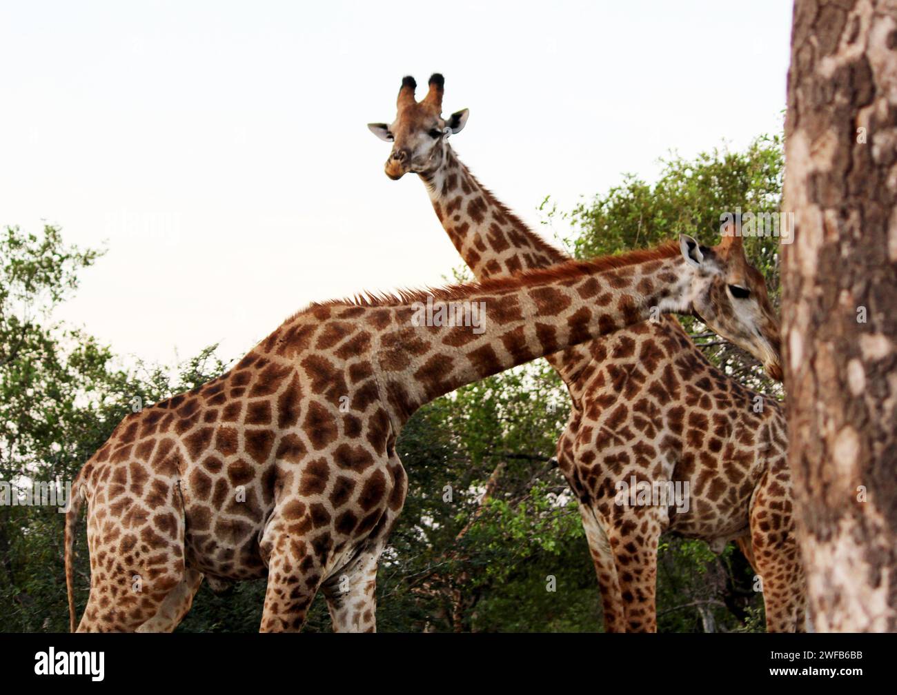 South African giraffe (Giraffa camelopardalis giraffa) browsing on tree ...