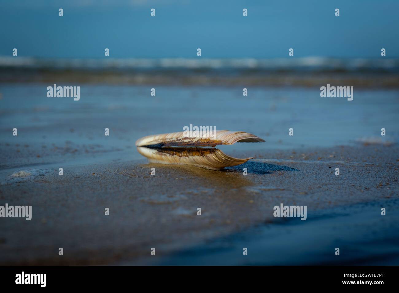 Dutch beach life hi-res stock photography and images - Alamy