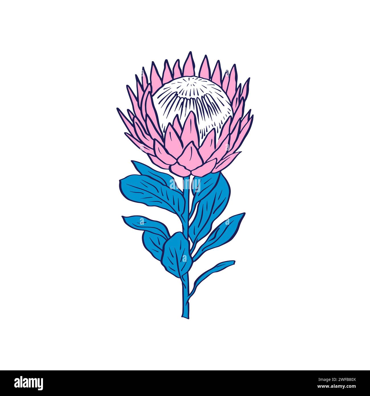 Protea silhouette Stock Vector Images - Alamy