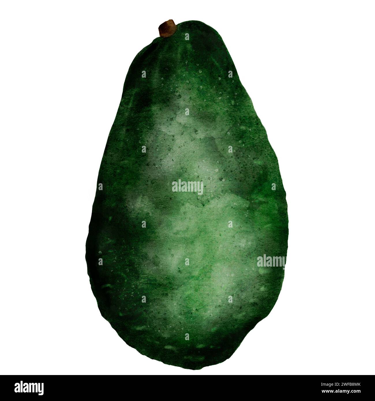 Avocado watercolor illustration. Bright illustration on an isolated ...