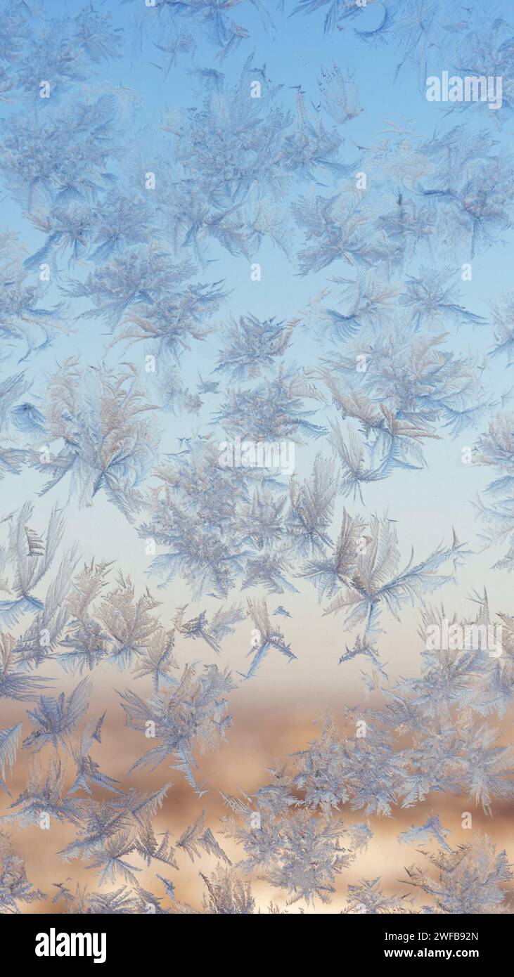 Twilight imbues the frost feathers with a soft glow, casting a spell of ...