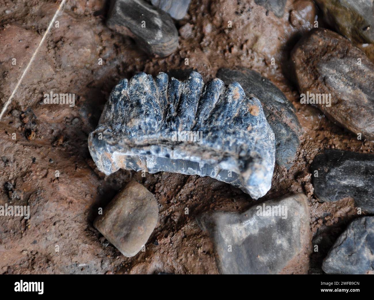Elephant fossils hi-res stock photography and images - Alamy