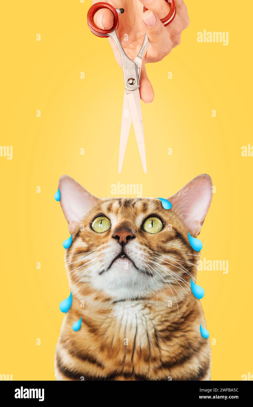 Modern aesthetic artwork. Person holding scissors over stressed cat ...