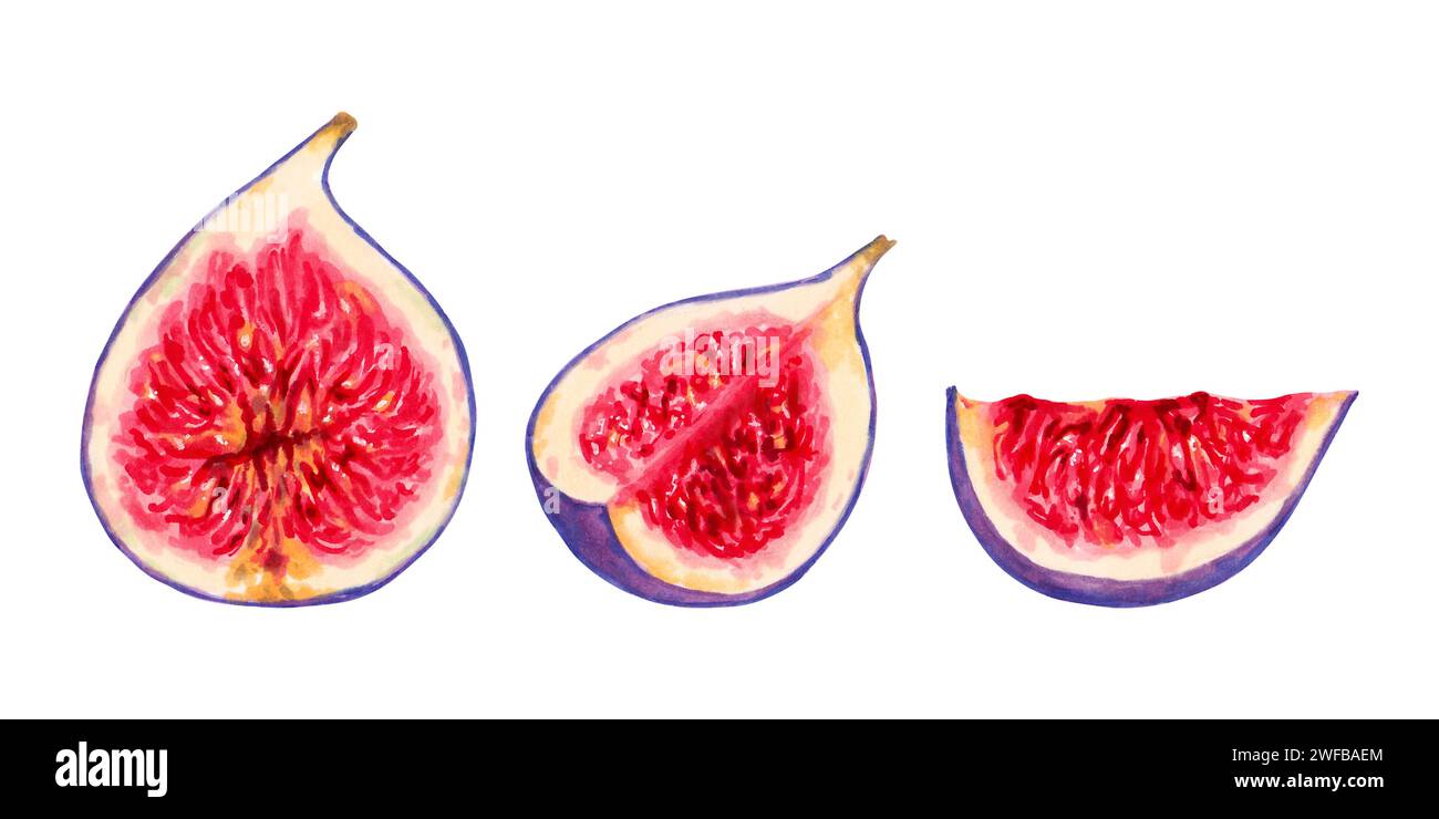 Fig fruit slices.Illustration with watercolor and markers.Hand drawn ...
