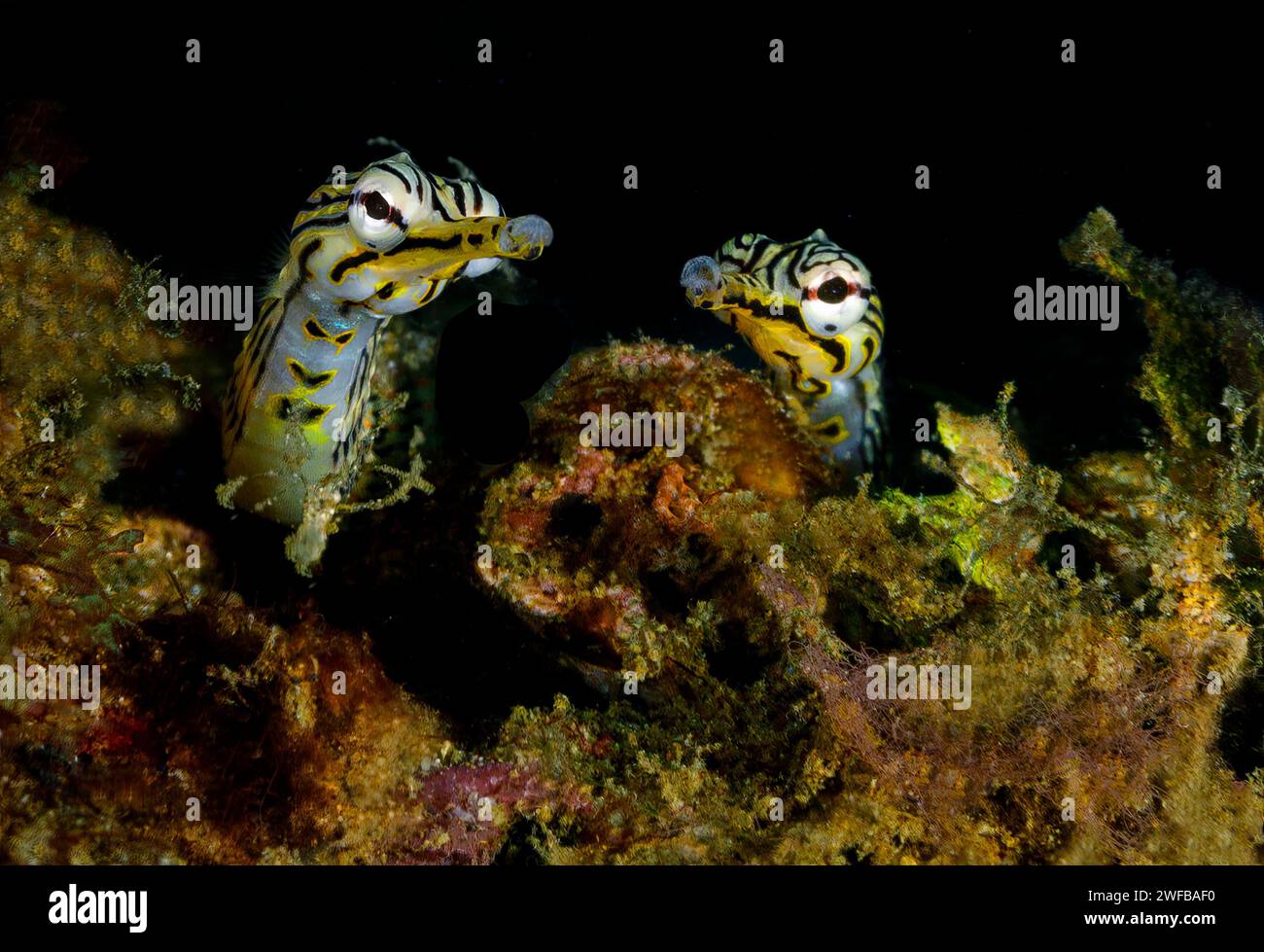 Closeup of pipefish swimming in St Stock Photo - Alamy
