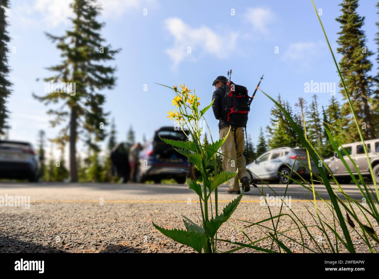 Wildflowers at the carpark of Skyline Loop Trailhead. Man getting ready ...