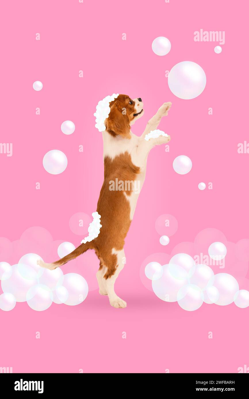 Modern aesthetic artwork. Cavalier King Charles Spaniel standing on its ...
