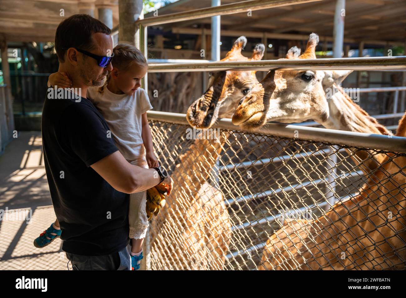 The girl's hand was giving food to the giraffe in the zoo. Father and ...