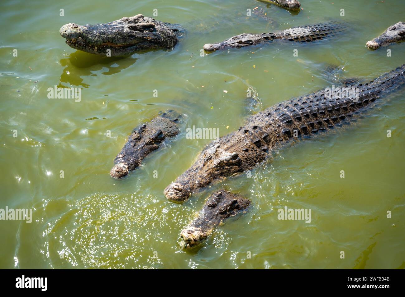 Asian crocodile australia hi-res stock photography and images - Alamy