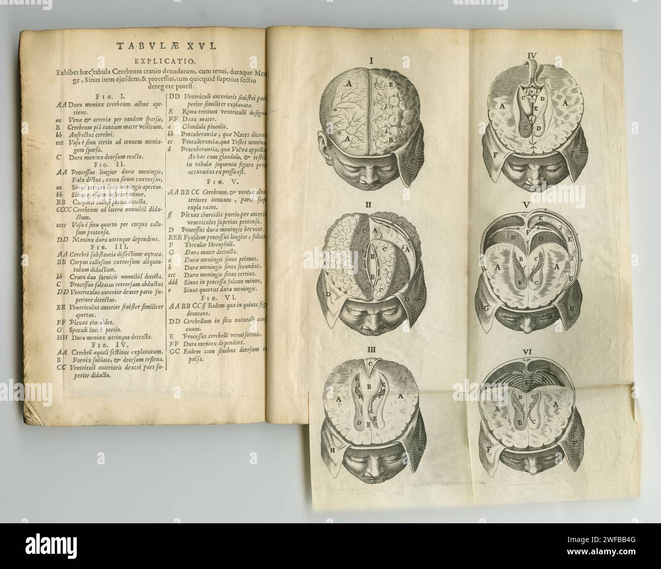 Vintage brain anatomy hi-res stock photography and images - Alamy