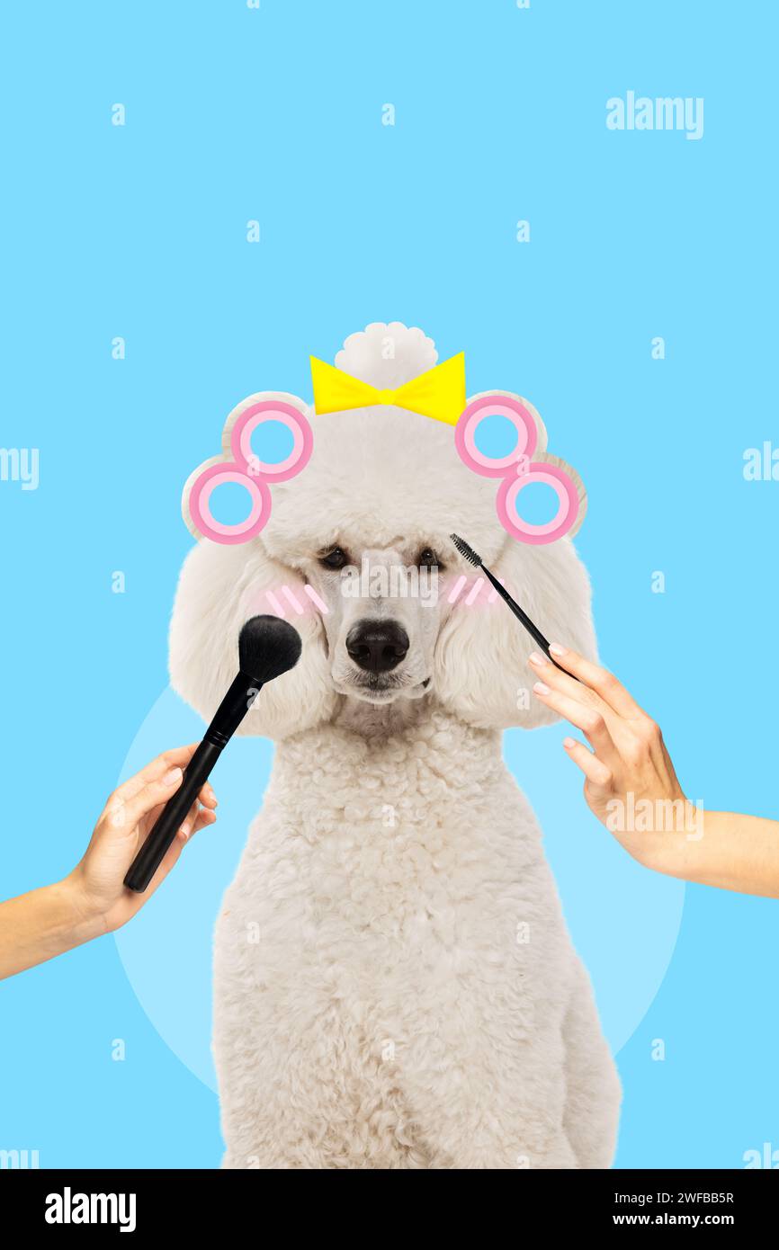 Aesthetic poodle hi-res stock photography and images - Alamy