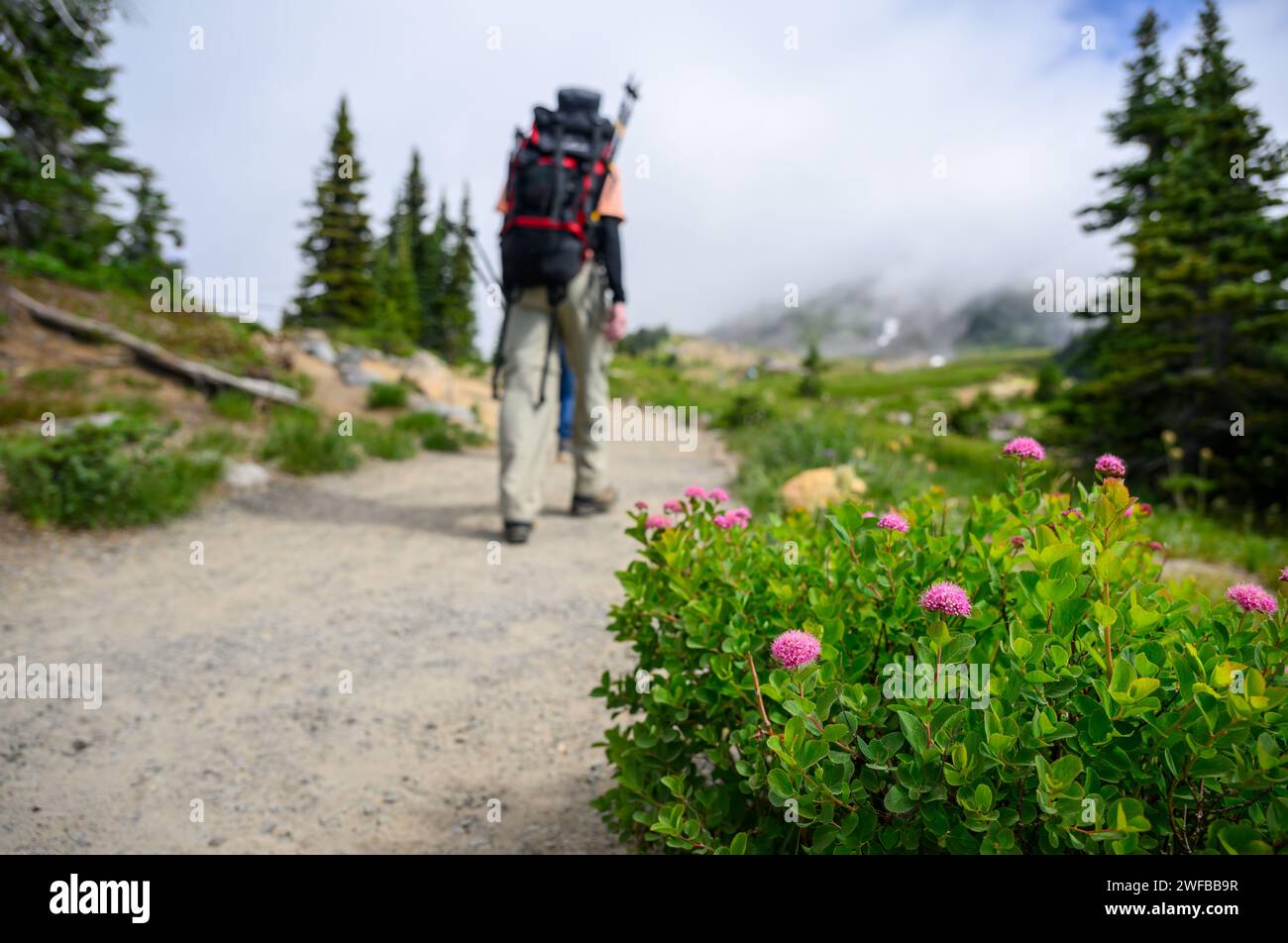 Rosy Spirea wildflowers at Mount Rainier National Park. People hiking ...