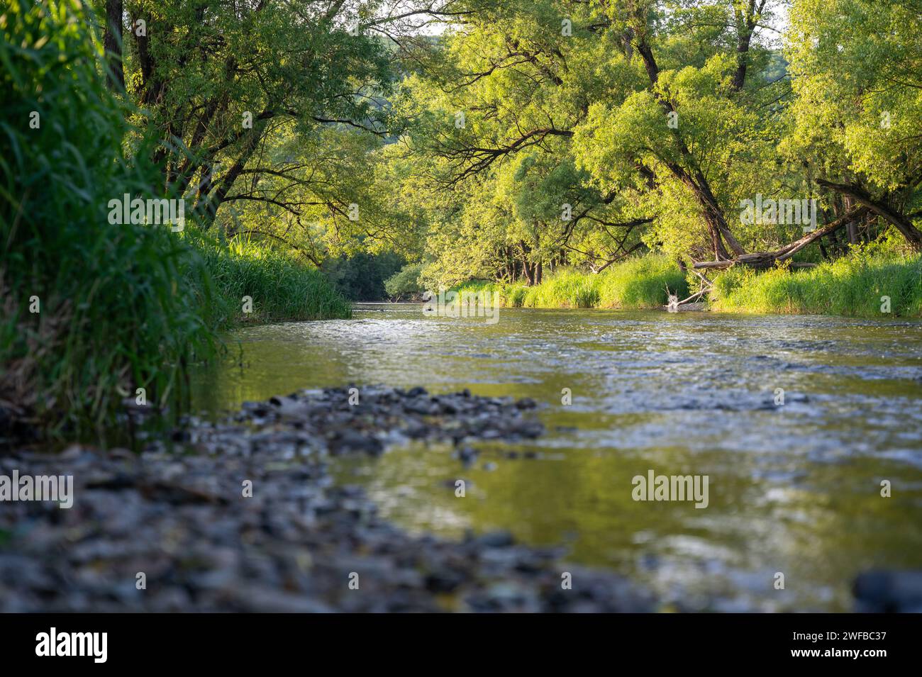 The Eder - A river in Germany in a green landscape with a blurred ...