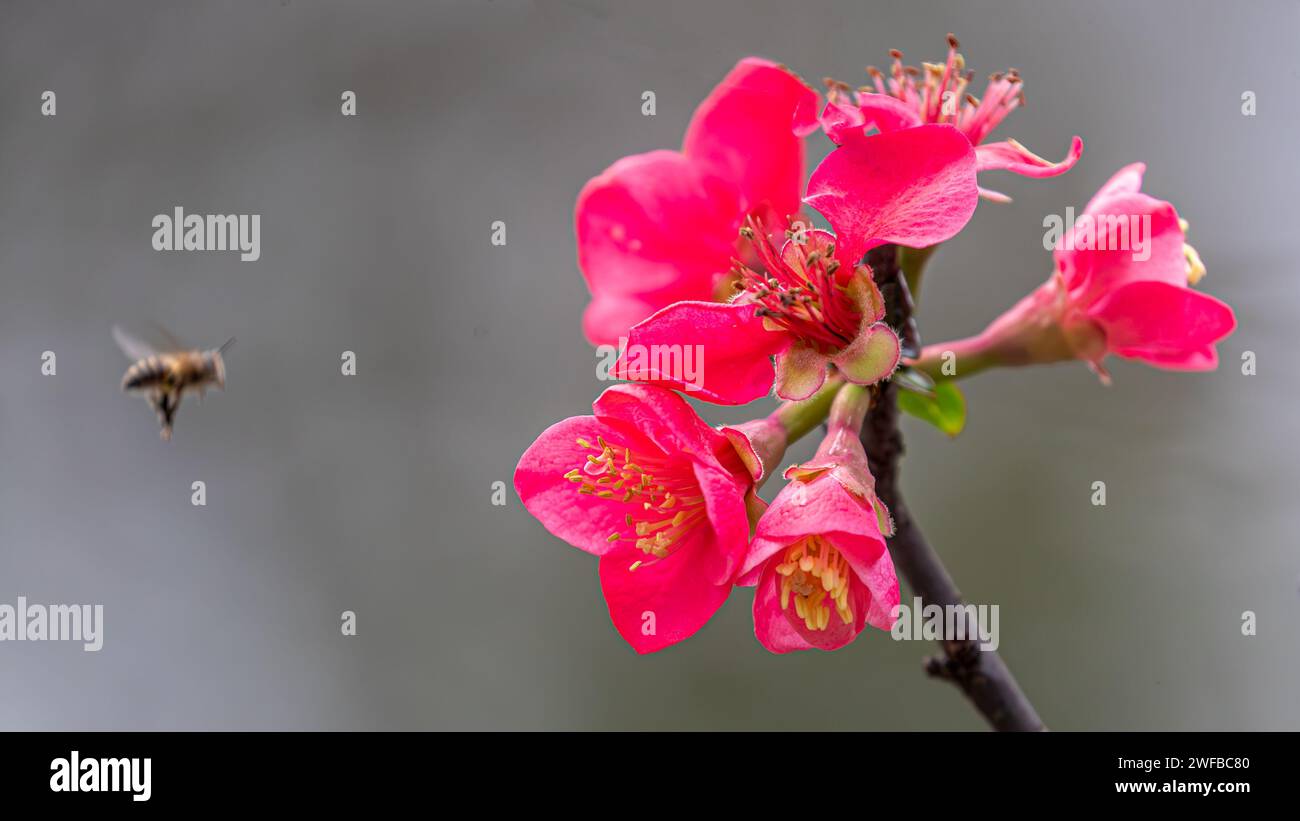 CHONGQING, CHINA - JANUARY 3, 2024 - A bee feeds on nectar from a ...