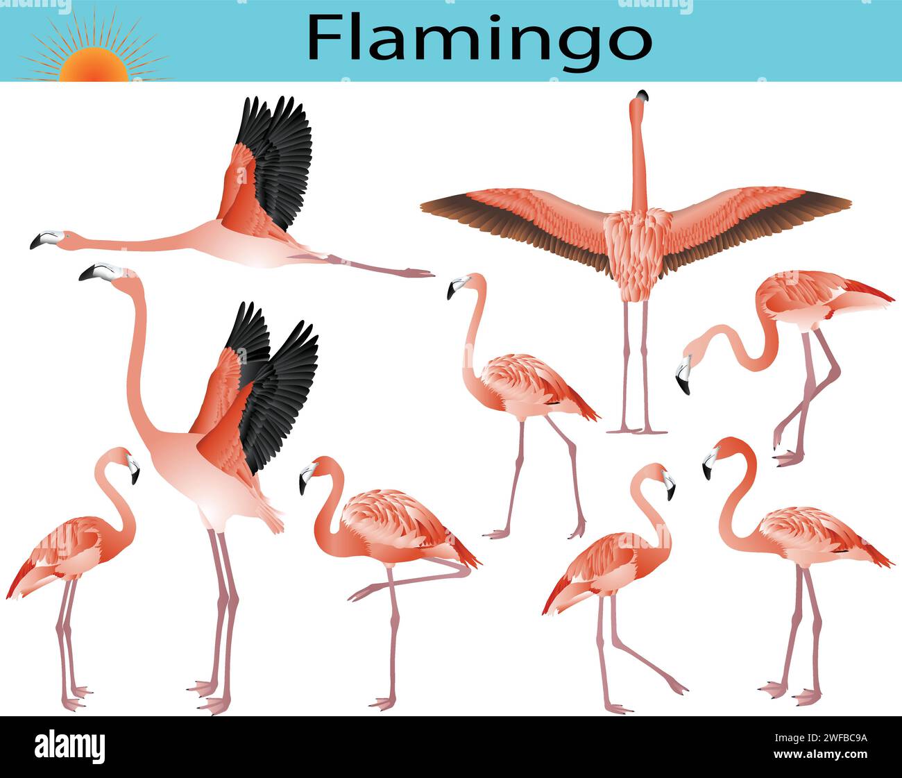 Flamingo in wild Stock Vector Images - Alamy
