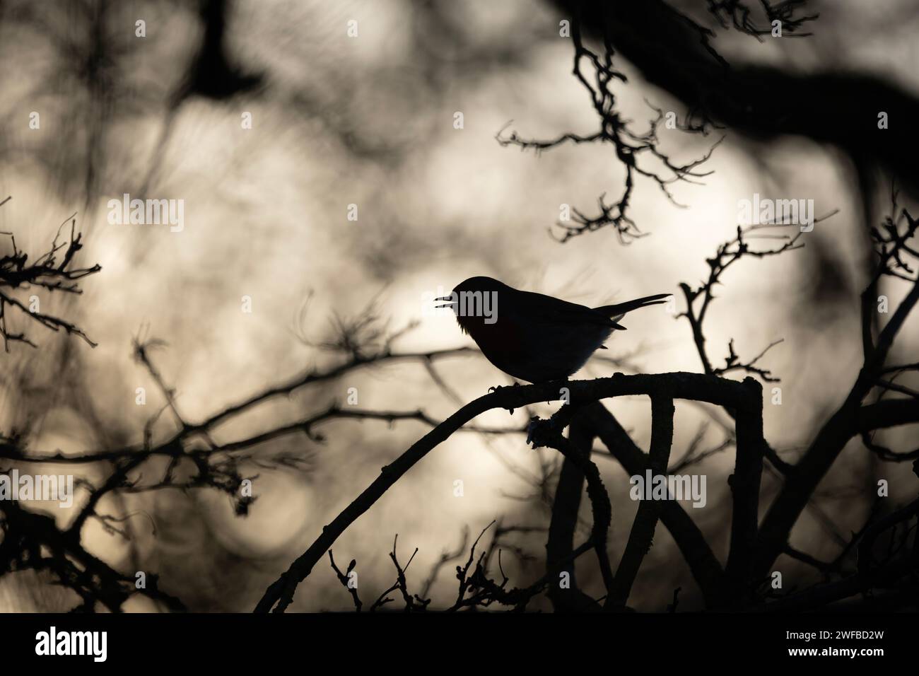Very small songbird hi-res stock photography and images - Alamy
