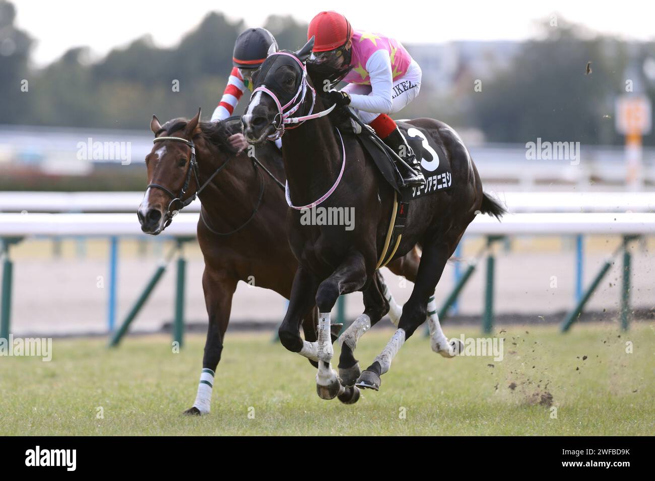 2024/01/27 KYOTO 10R KOHATA TOKUBETSU Makoto Velikij/Mirai Iwata Jockey ...