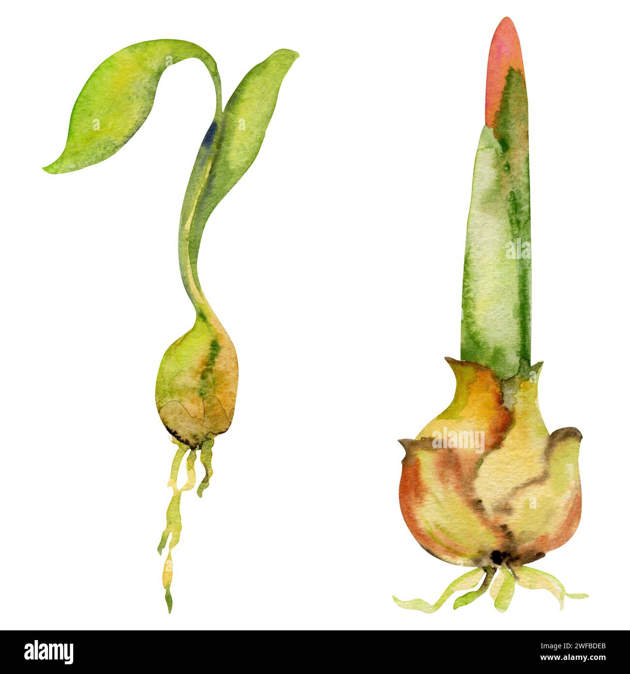 Hand drawn watercolor illustration spring gardening flowers and leaves ...