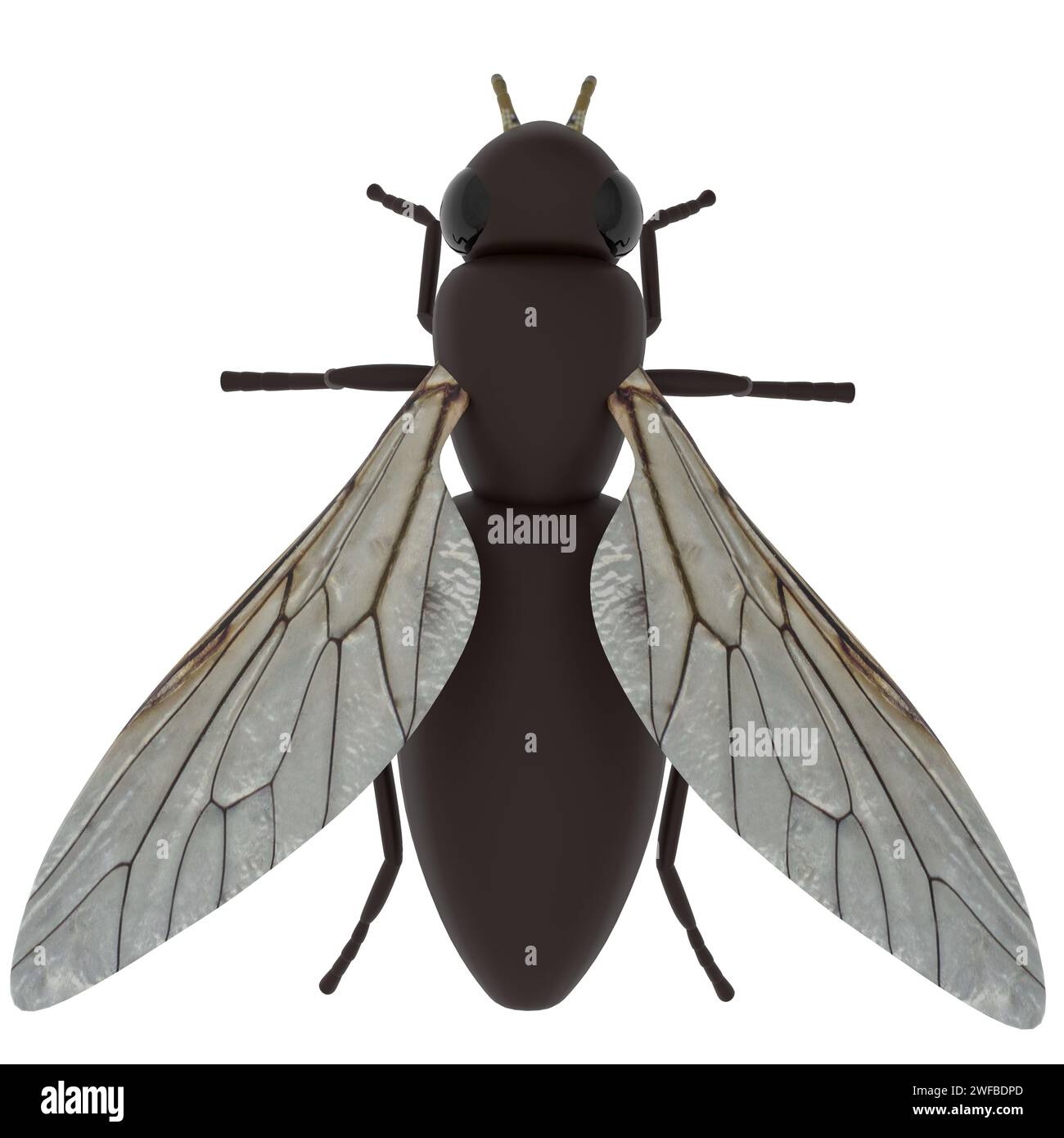Fly isolated on white background. High quality 3d illustration Stock ...