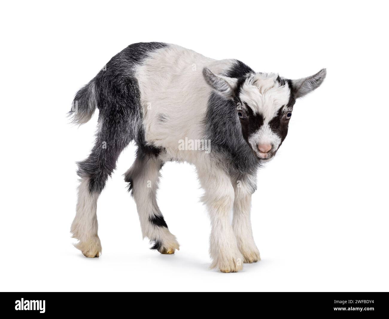 Adorable black and white racoon look alike baby Dutch Land race goat ...