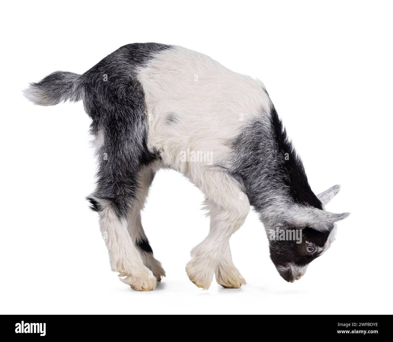 Adorable black and white racoon look alike baby Dutch Land race goat ...