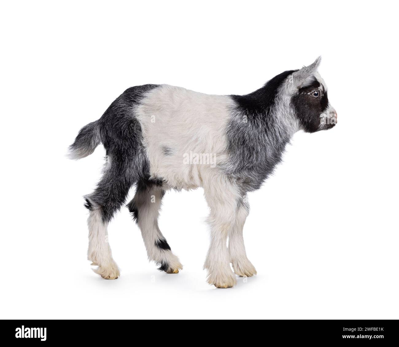 Adorable black and white racoon look alike baby Dutch Land race goat ...