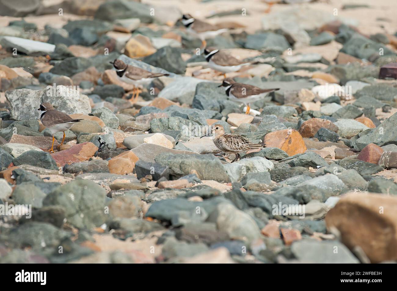 A Dunlin standing on a beach with pebbles, cloudy day in summer in ...