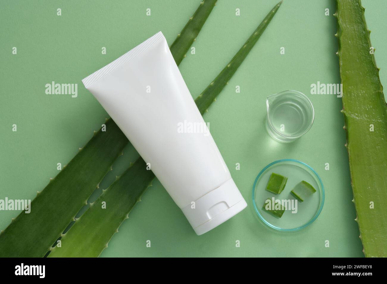 Top view of a beaker filled with Aloe vera gel, a petri dish of Aloe ...