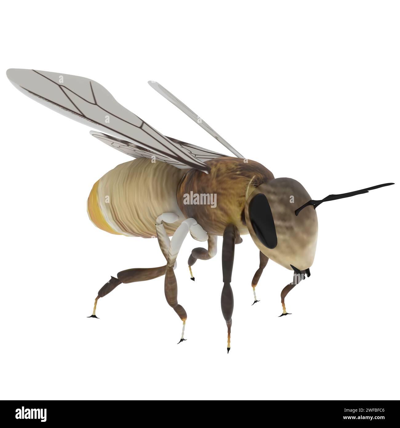 Bee isolated on white background. High quality 3d illustration Stock ...