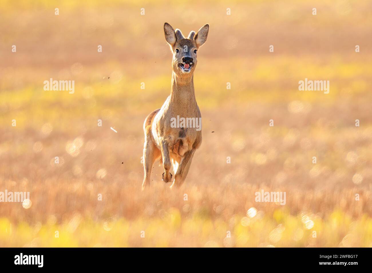 Hopping roe deer UK ADORABLE IMAGES of the cutest roe deer skipping ...