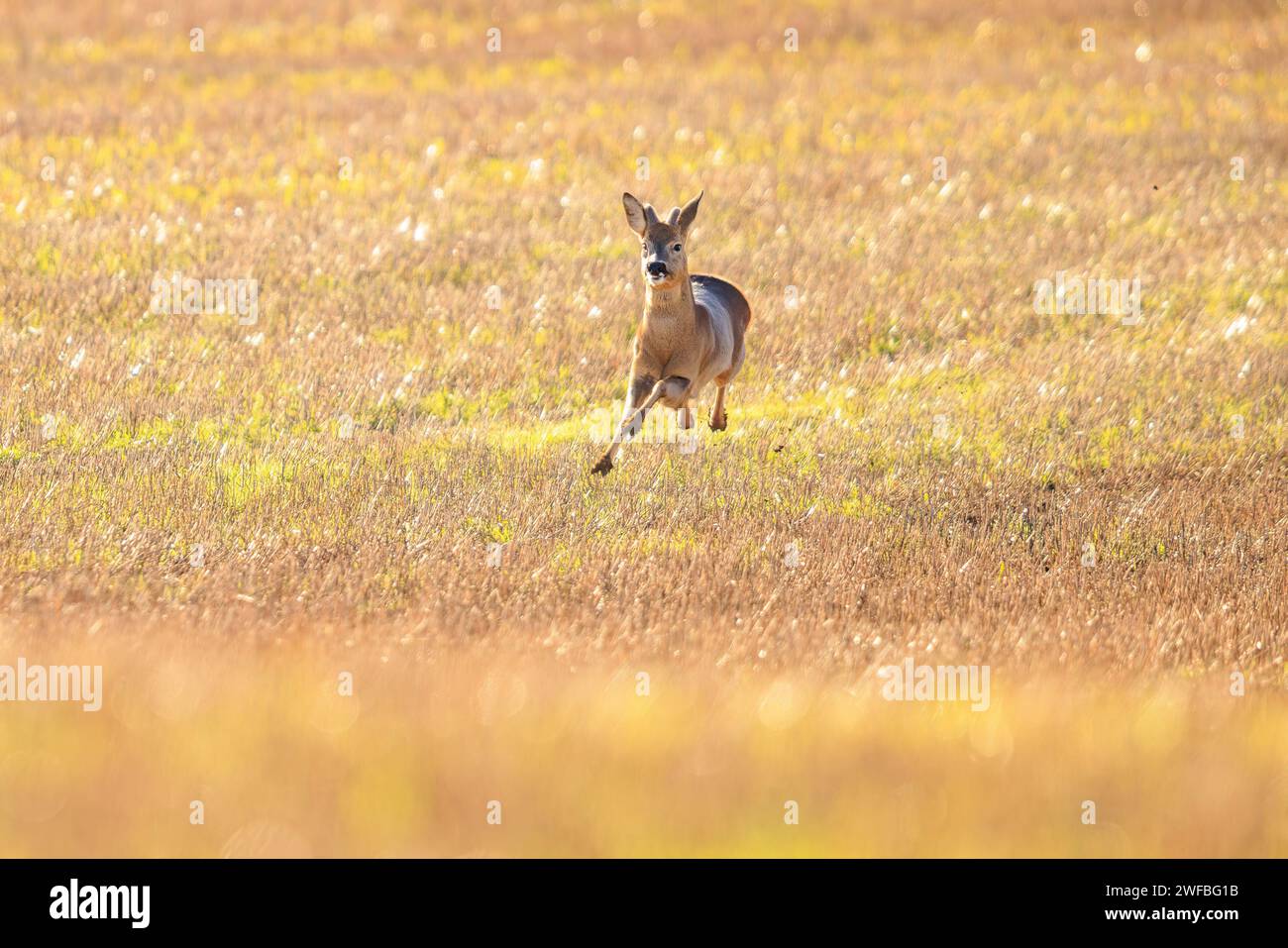 Roe deer hopping away UK ADORABLE IMAGES of the cutest roe deer ...