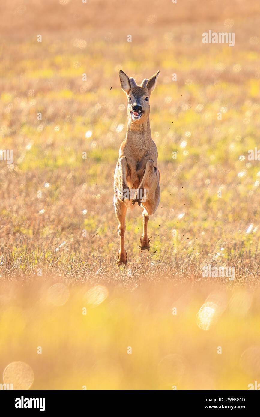Adorable wildlife UK ADORABLE IMAGES of the cutest roe deer skipping ...