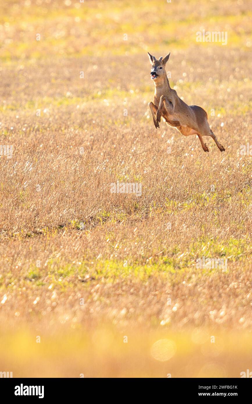 When you are happy and you know it hop around UK ADORABLE IMAGES of the ...